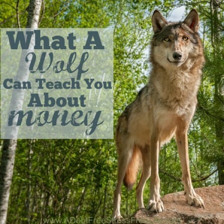 What A Wolf Can Teach You About Money - A Mess Free Life